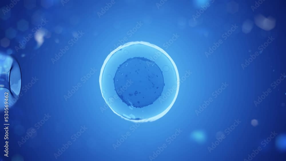 In vitro fertilization (IVF) is a process of fertilization where an egg ...