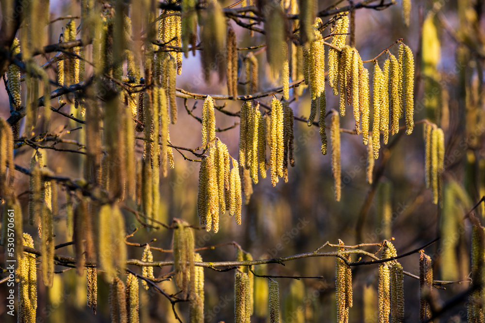 Chatons, inflorescences souples du noisetier mis en valeur par la ...