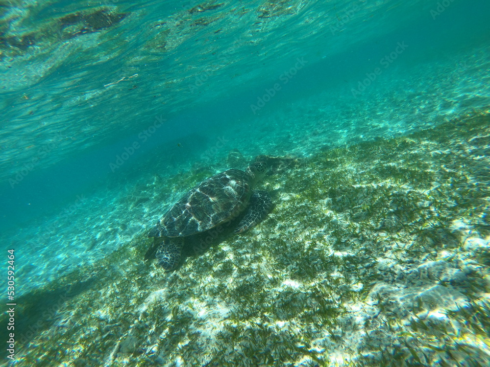 high resolution picture of a sea turtle underwater Stock Photo | Adobe ...