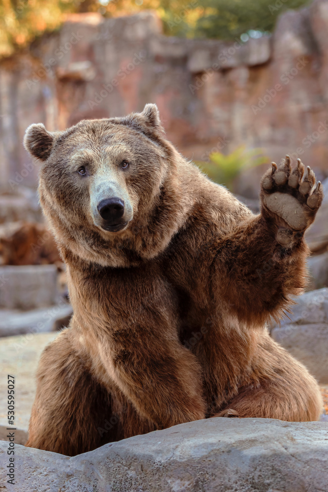 funny grizzly bear sitting down to welcome Stock Photo | Adobe Stock