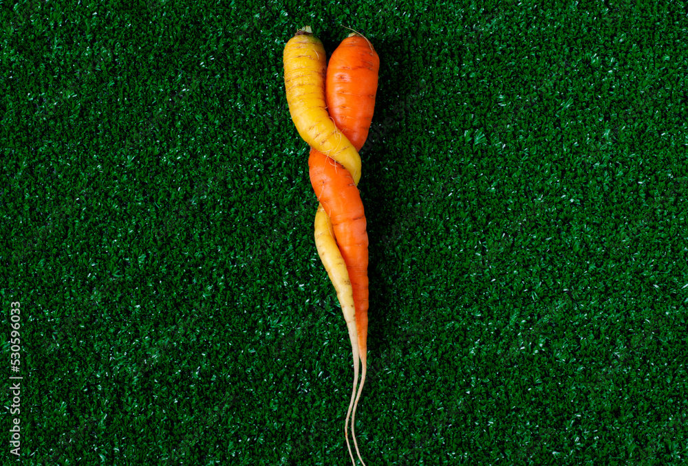 Two carrots of orange and yellow colors intertwined on green grass ...