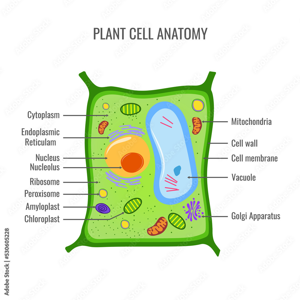 Plant Cell Structure Anatomy Of A Biological Cell With Labeled Parts