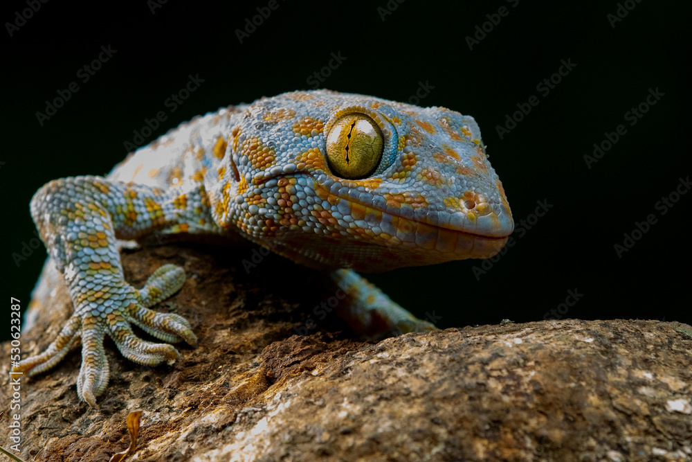 Tokay gecko on a wood with black background Stock Photo | Adobe Stock