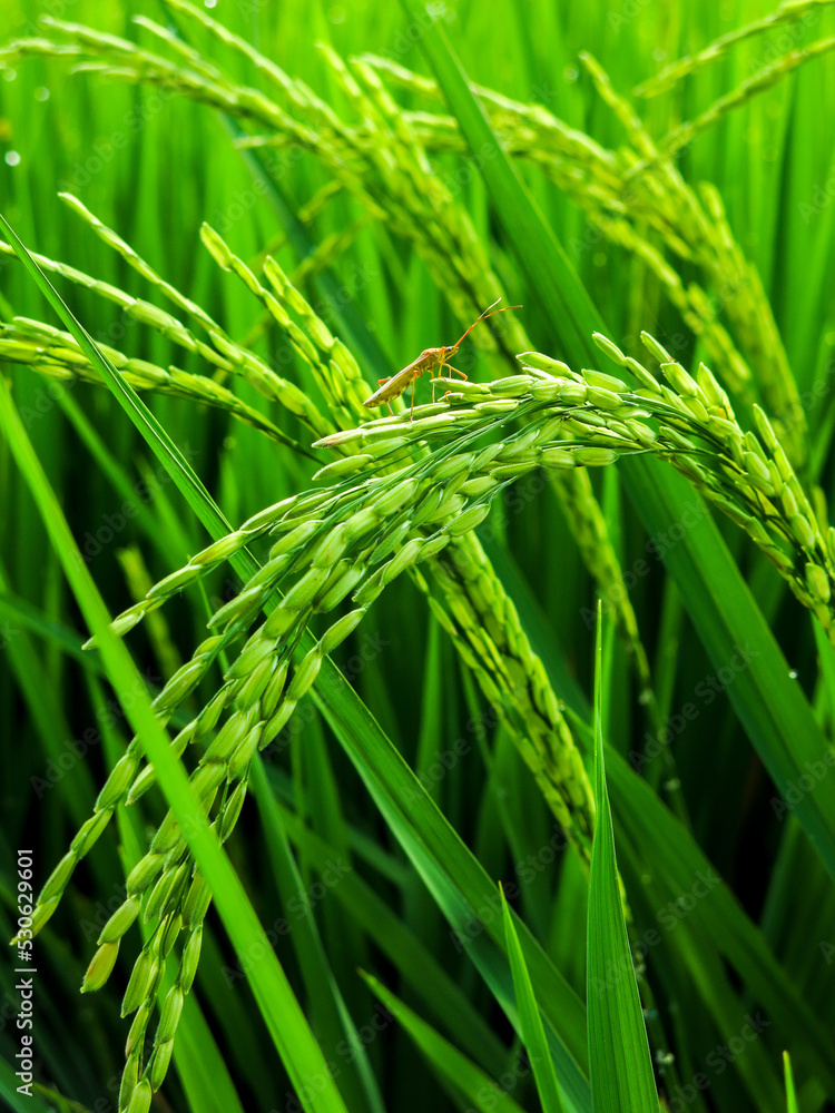 Rice ear bug (leptocorisa oratorius) is one of paddy pest. It suck ...