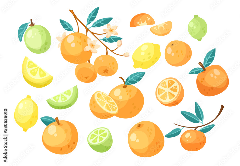 Different citrus fruits vector illustrations set. Collection of cartoon ...
