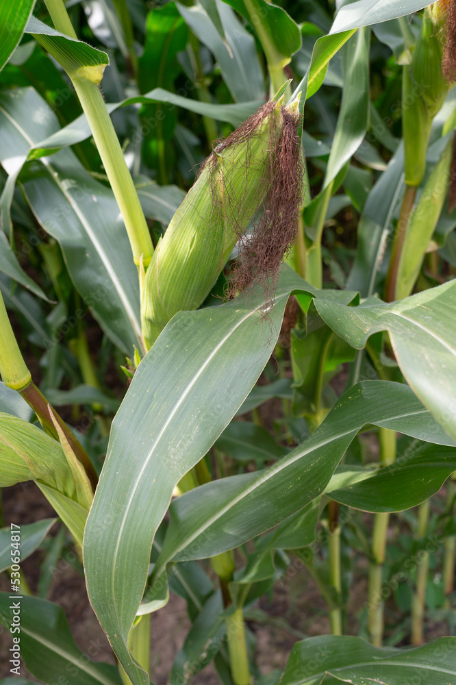 Growing maize crop plant with mature silk on cornfield natural ...