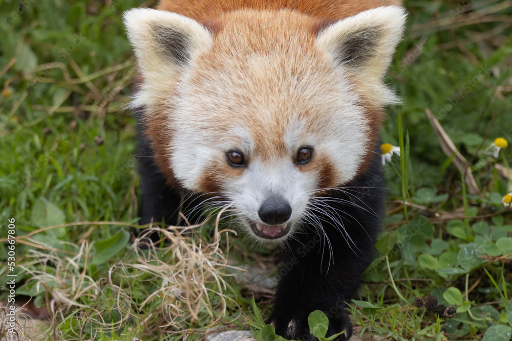 red panda showing teeth Stock Photo | Adobe Stock