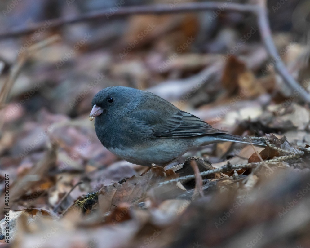 Dark-eyed junco bird in its natural habitat Stock Photo | Adobe Stock