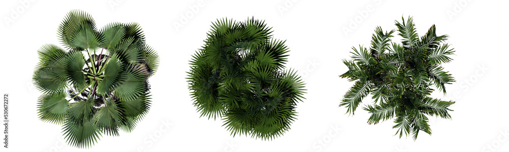 Palms top view isolated on white background, 3d illustration. Stock ...