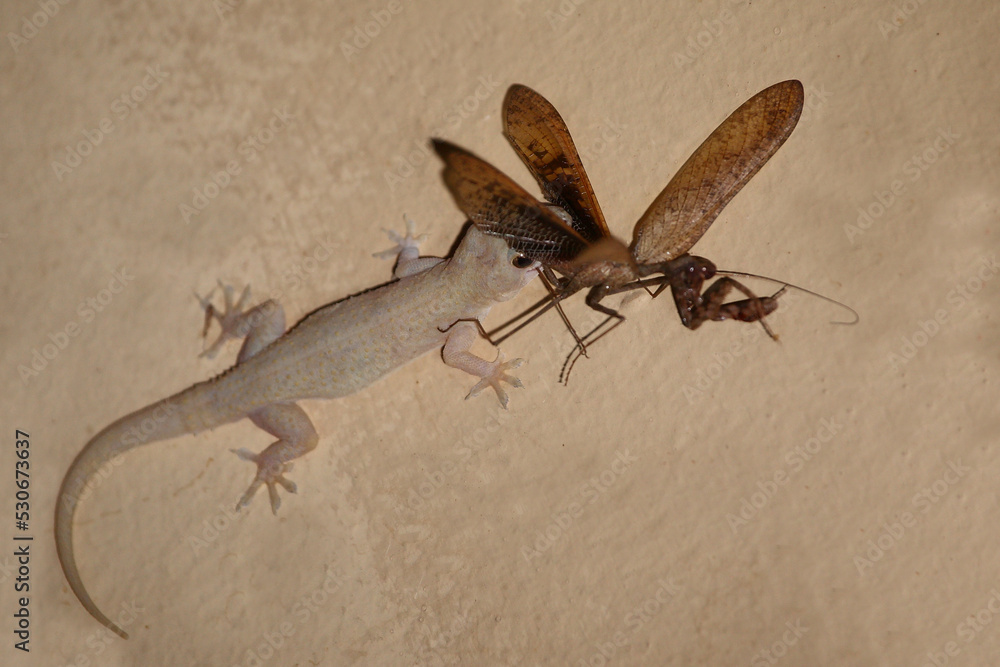Afrikanischer Hausgecko / Tropical house gecko or Afro-American house ...