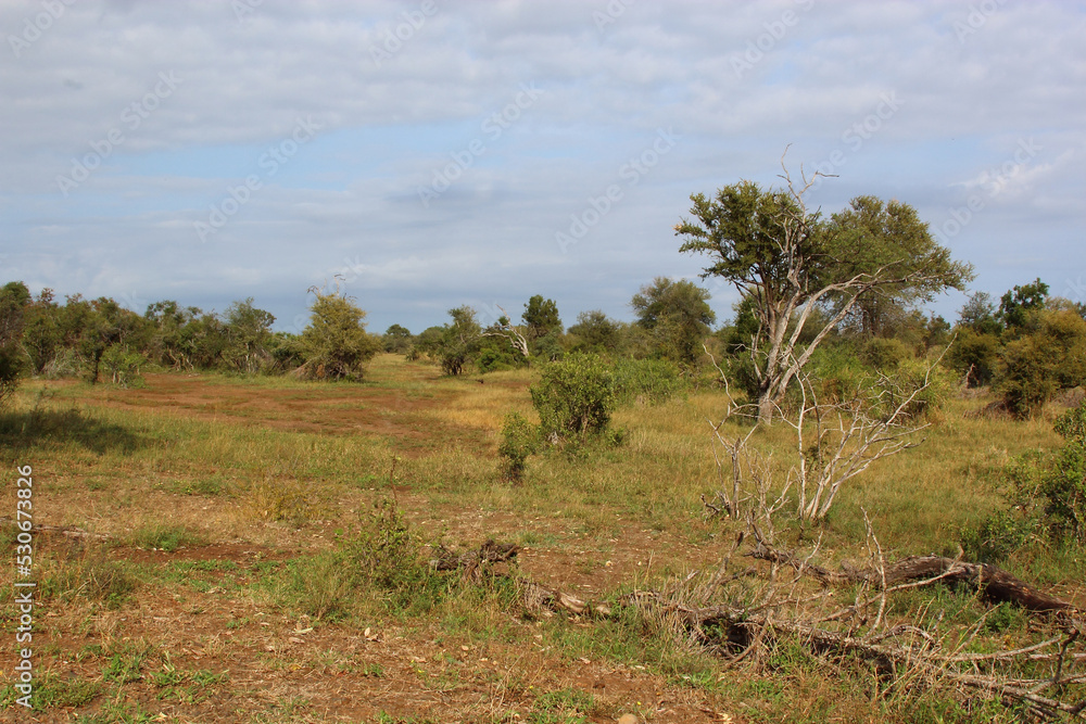 Afrikanischer Busch / African Bush / Stock Photo | Adobe Stock