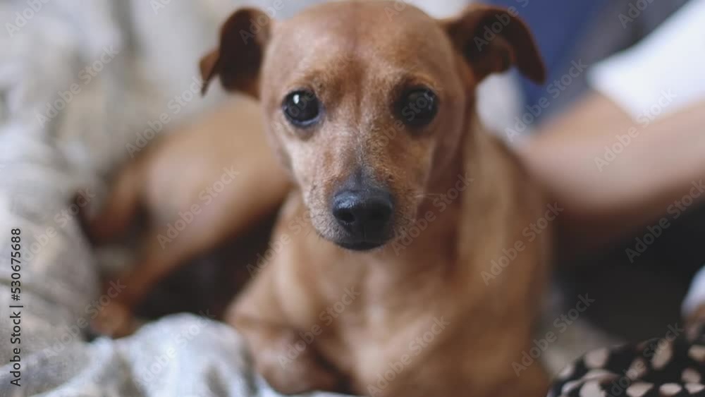 Resting dog pygmy pinscher of brown color lies in bed and turns his ...