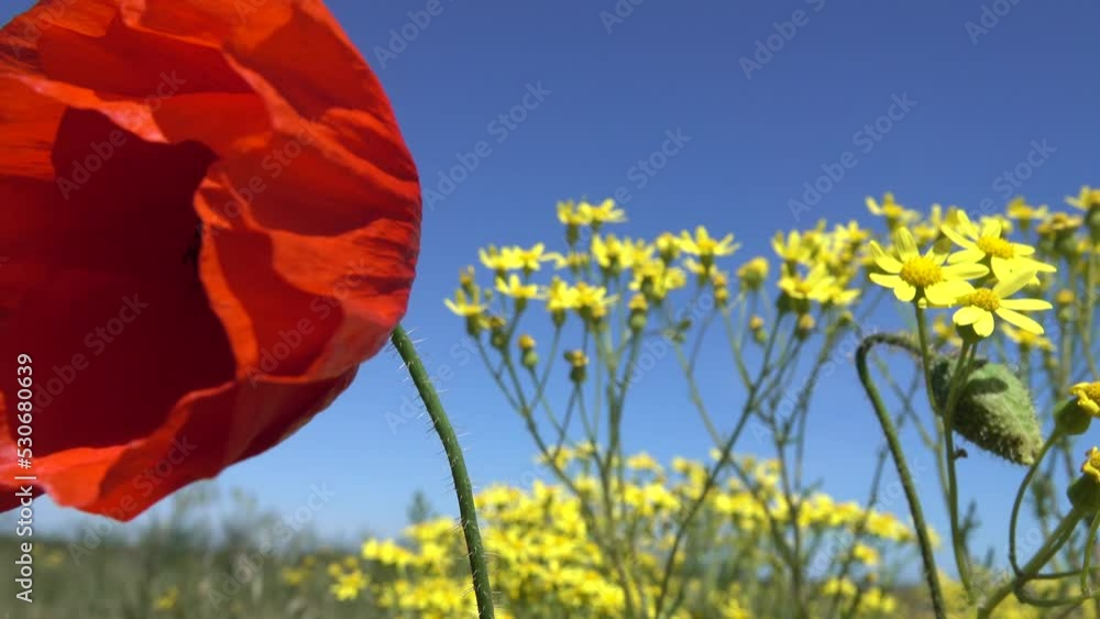 Field poppy (Papaver rhoeas) bloom on background of Saracen's-compass ...