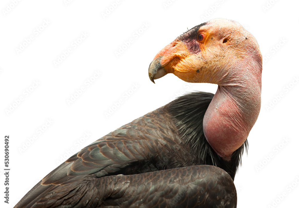 Transparent PNG Profile of California Condor Stock Photo | Adobe Stock