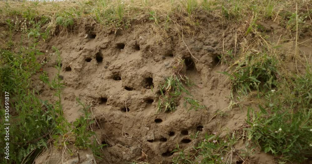 The swallow, also known as the sand martin, has built dozens of burrows ...