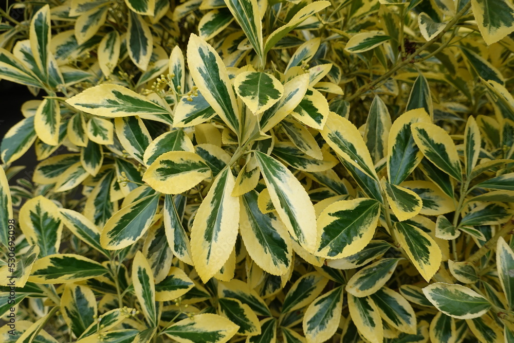 Euonymus japonicus (Japanese spindle), Broadleaf evergreen shrub. Stock ...