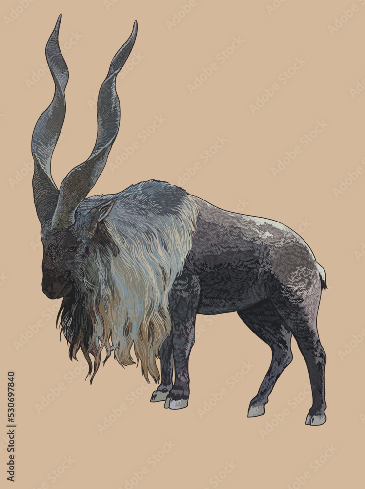 Drawing markhor goat mounthain, , longhorn, art.illustration, vector ...