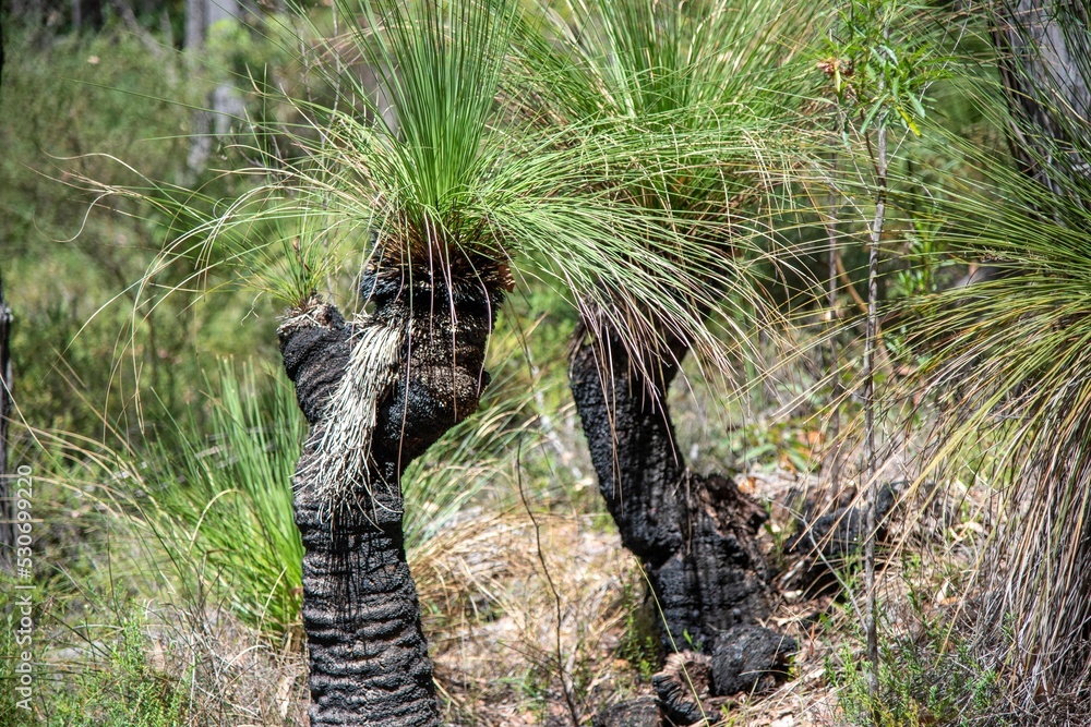 Australian Native - grass trees Stock Photo | Adobe Stock