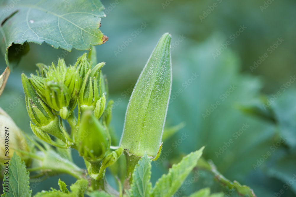 Okra plant or Lady's Finger vegetable trees in farm agricultural ...