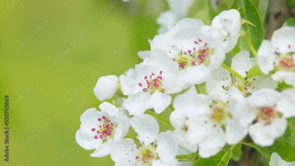 Beautiful nature scene with blooming tree. Beautiful white blooming ...