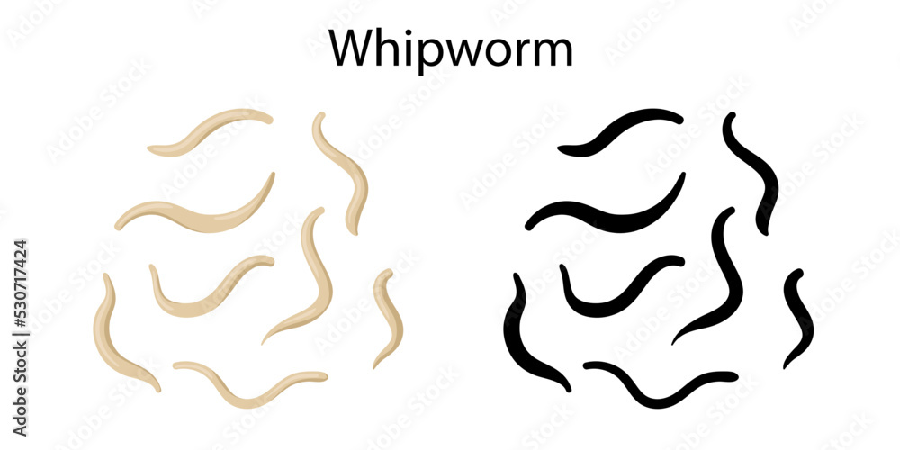 parasites worms in domestic animals whipworm Stock Vector | Adobe Stock