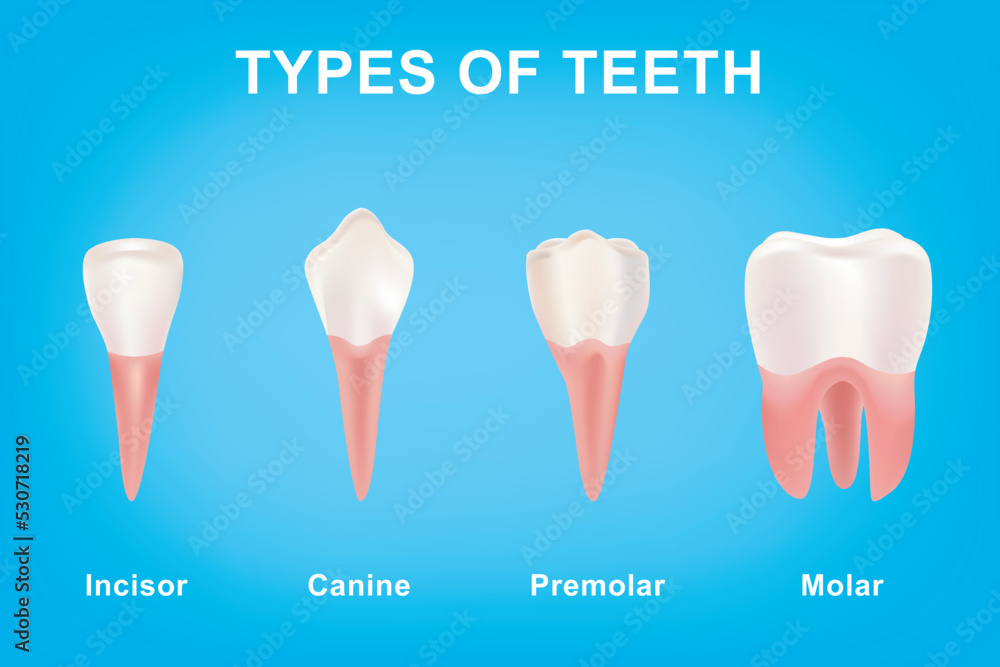 Different Types Of Teeth From Canine And Incisor To Molar And Premolar