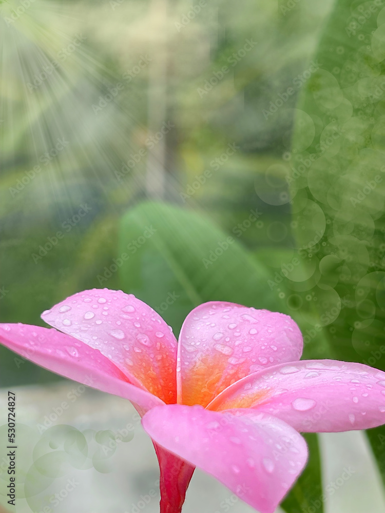 Floral composition. Illustration with pink flower and graphic design ...