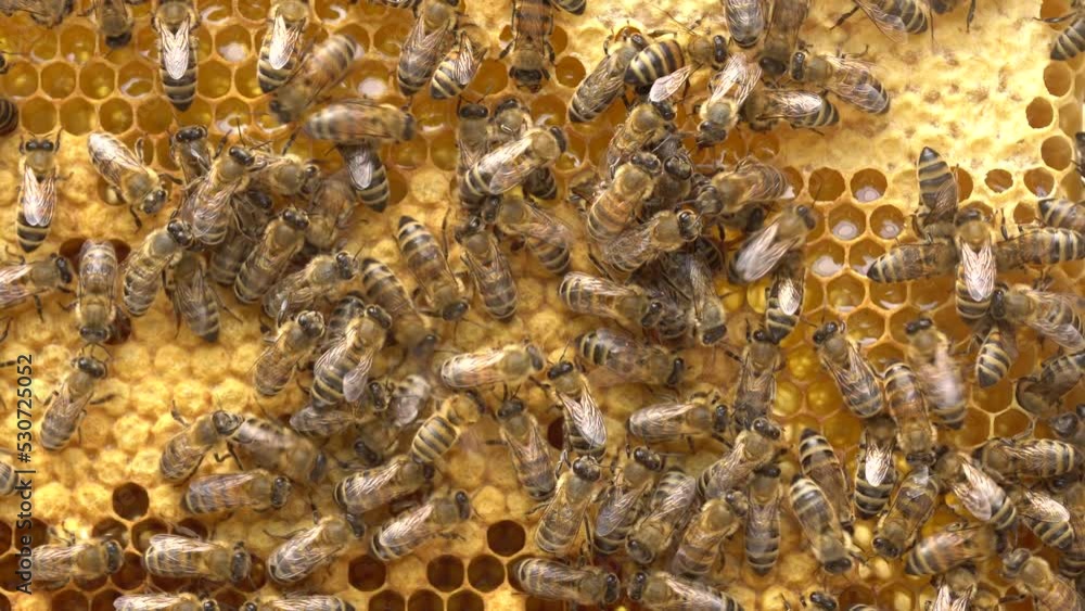 Honeycomb with capped worker brood and honey cells. Capped Worker Brood ...