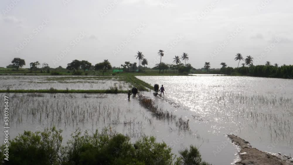 The green field is submerged under water due to the flash flood that ...