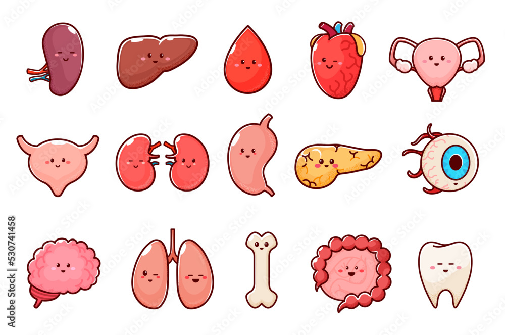 Cartoon human body organ characters. Isolated vector kidney, liver ...