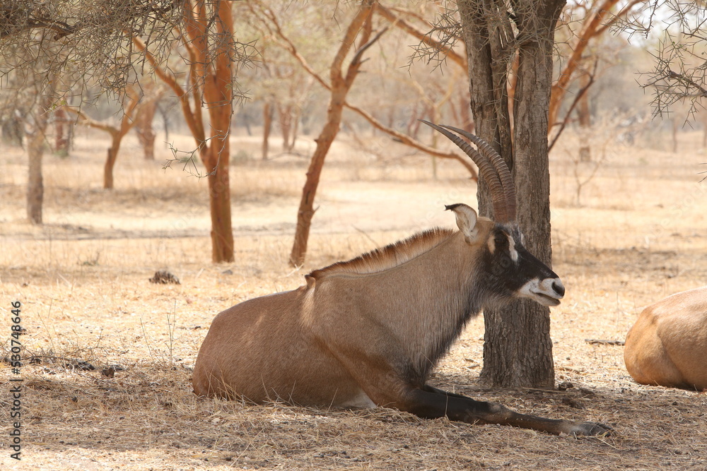 Roan antelope (Hippotragus equinus) in Bandia reserve, Senegal, Africa ...