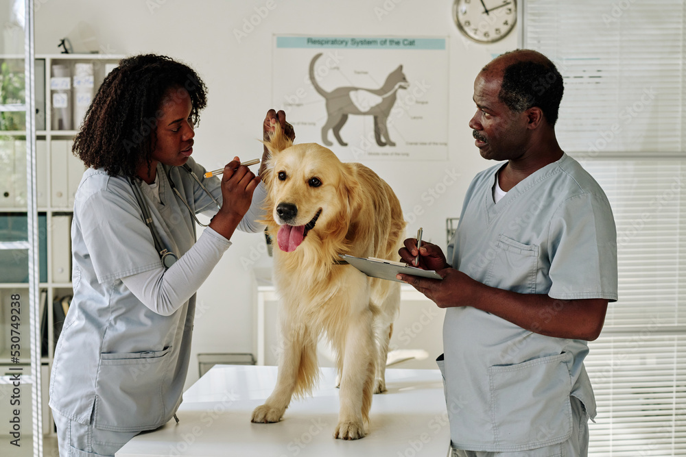 African nurse examining ears of dog while doctor making notes in ...