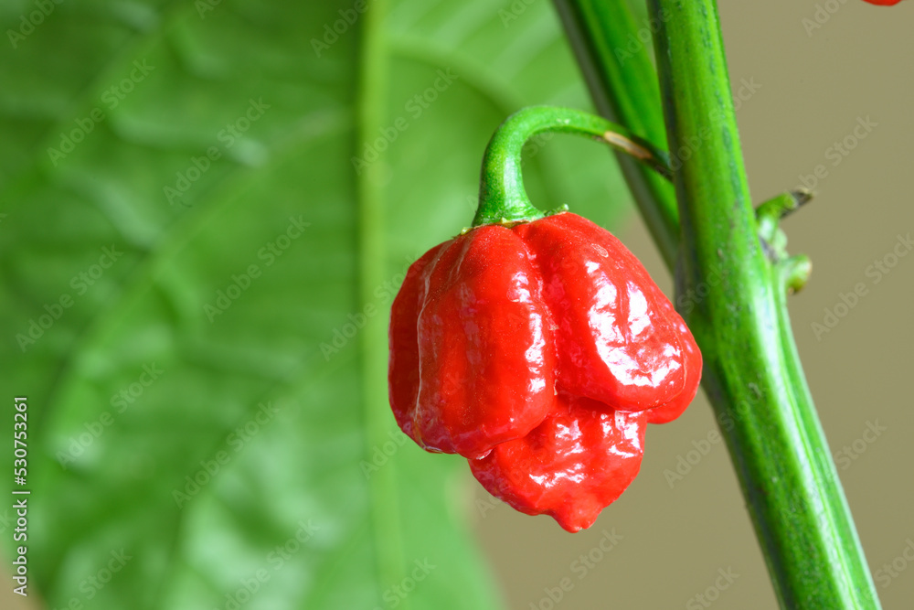 Carolina Reaper hot pepper, cultivar of the Capsicum chinense plant ...