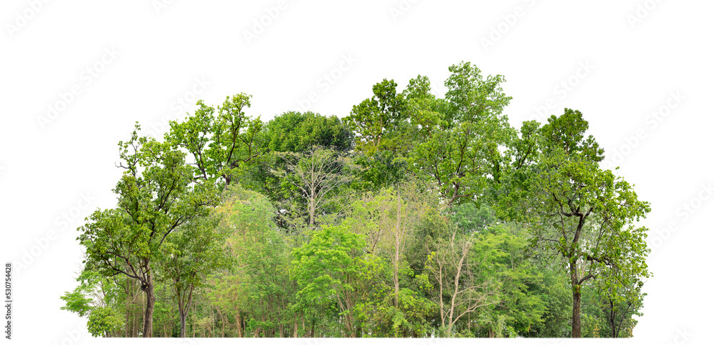 Green trees isolated on transparent background forest and summer ...