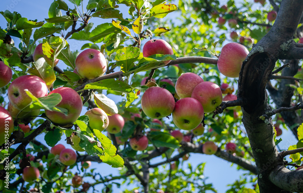 Canopy of an apple tree with ripe red fruits. Apple tree with ripe red ...