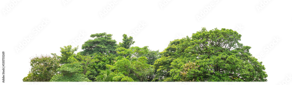 Green Trees on transparent background. are Forest and foliage in summer ...