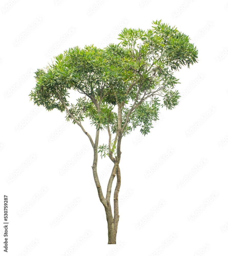 Tree on transparent picture background with clipping path, single tree ...
