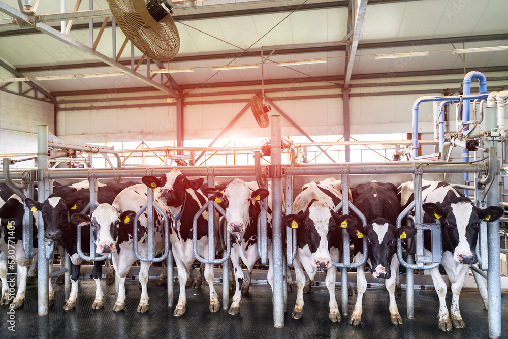 Cow hangar of milk farming. Production dairy animal eating. Stock Photo ...