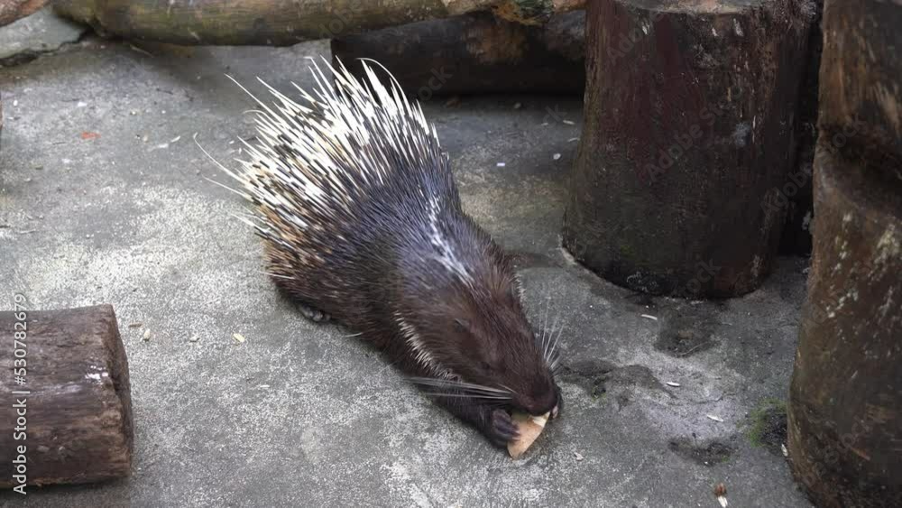 Adorable Malayan Porcupine Or Himalayan Porcupine Hystrix Brachyura Covered With Spiky Quills