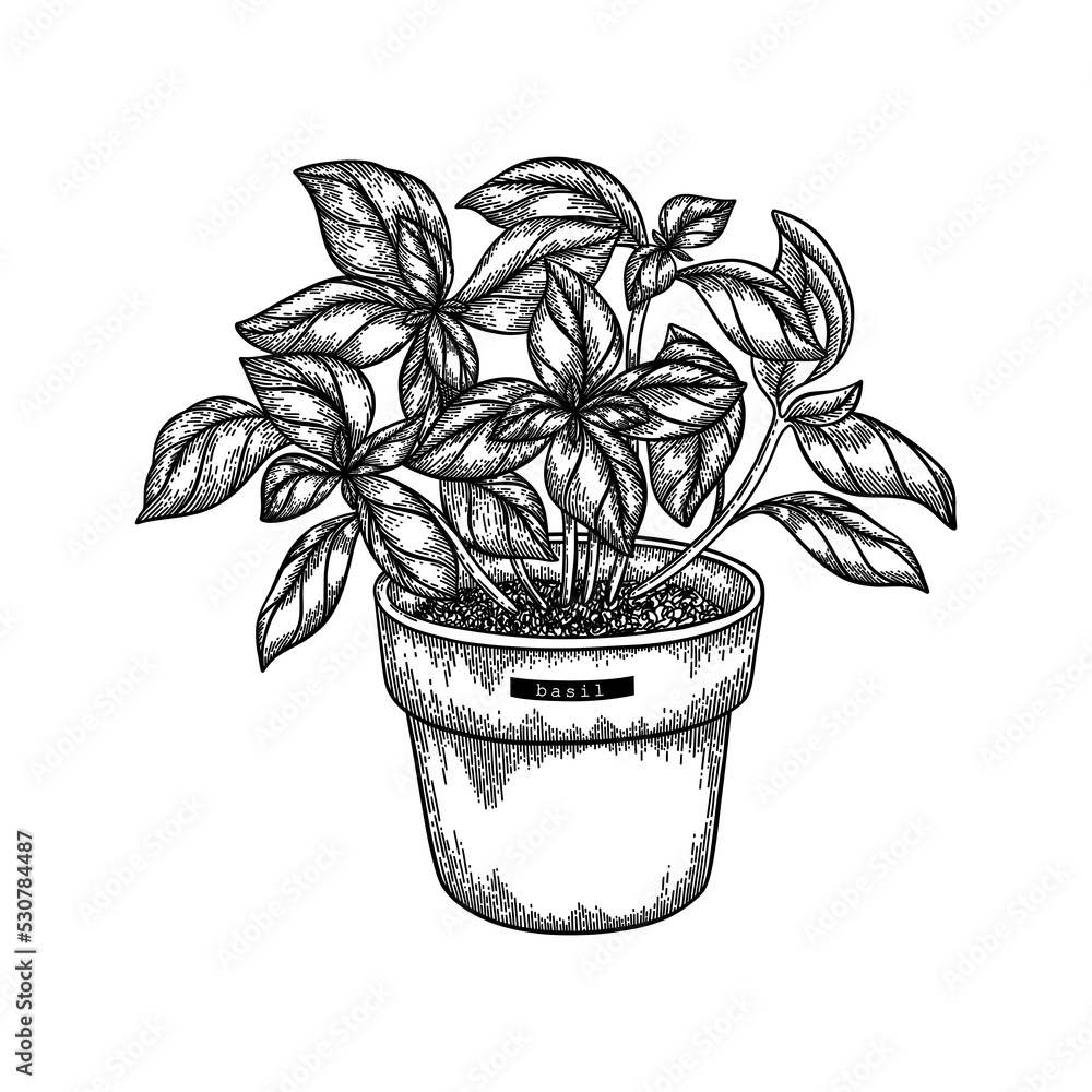 Basil in clay pot vector hand drawn illustration in realistic sketched ...