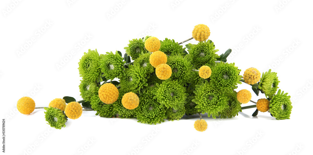 Green chrysanthemum and yellow craspedia flowers isolated on white ...
