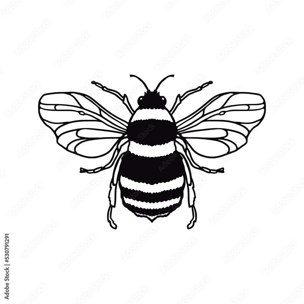 Honey Bee outline doodle isolated on white background. Design Mascot ...