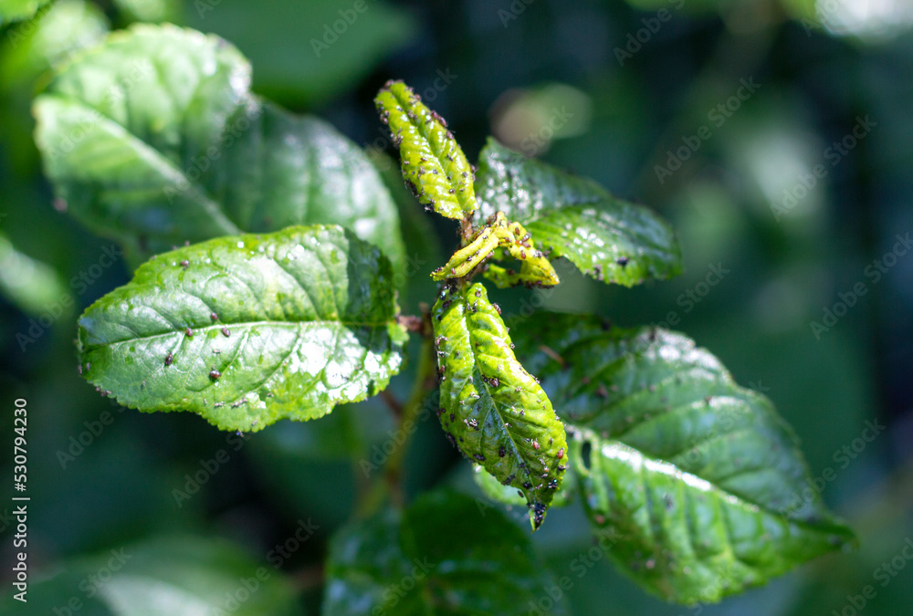 Aphid eating foliage, Leaf being destroyed by pests on cherry tree ...