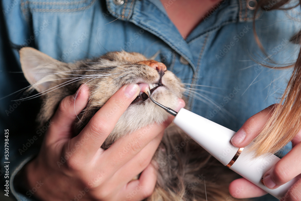 Veterinarian is cleaning a cat's teeth with an ultrasound scaler. Cat ...