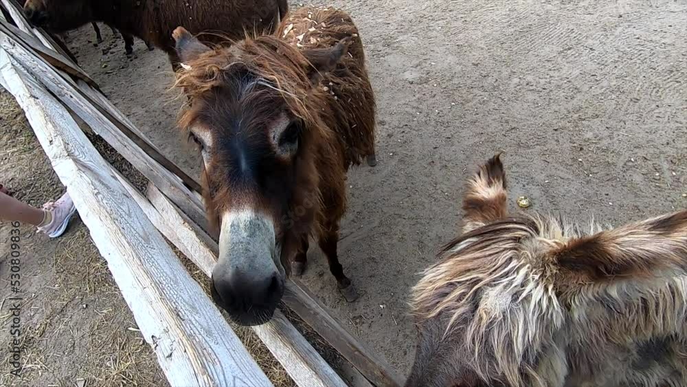 Domestic donkey, ass. Many donkeys standing in paddock at donkey farm ...