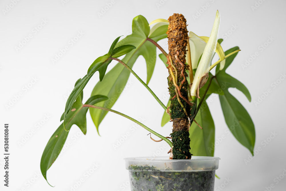 Philodendron Florida Ghost aerial root climbing on moss pole ...