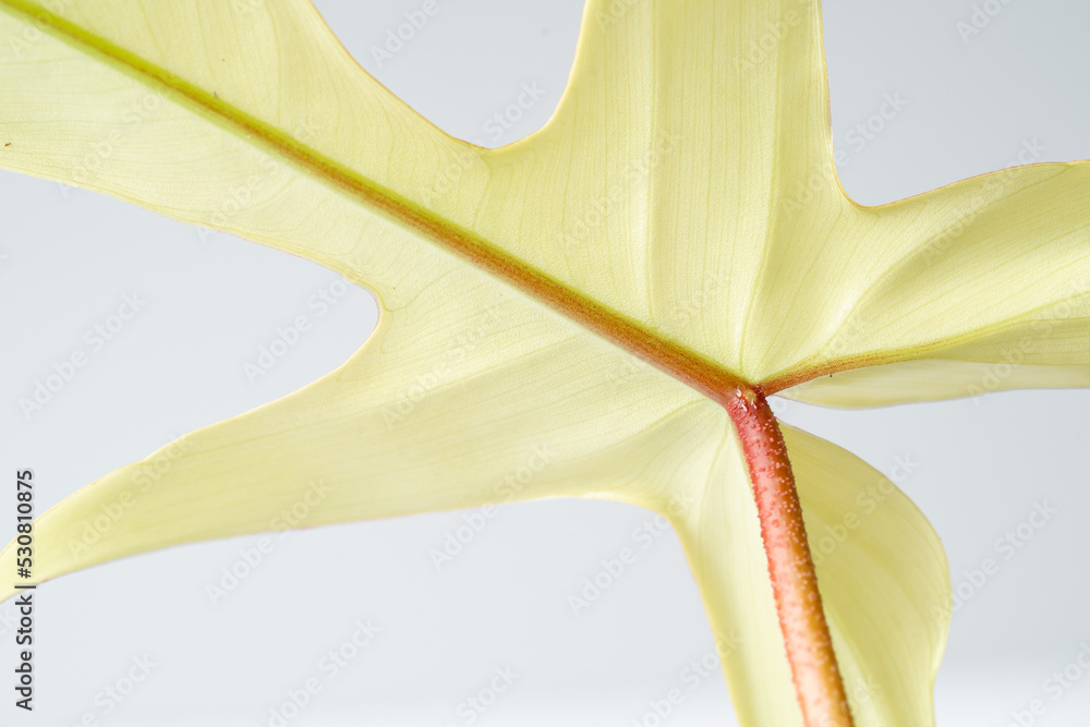 Close up of Philodendron Florida Ghost variegated leaf and red petiole ...