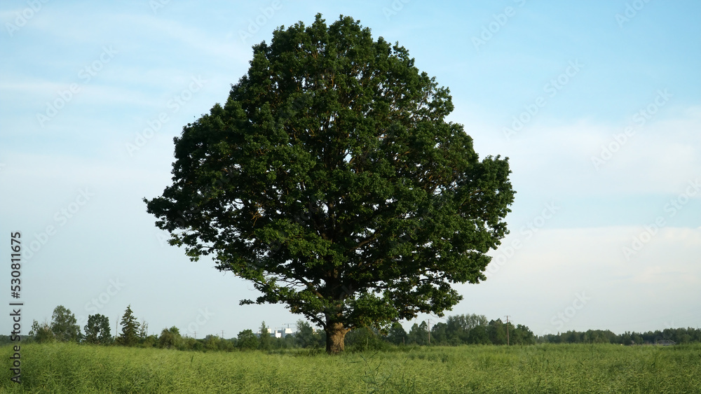 The big oak tree with large foliage grows in a center of the ...
