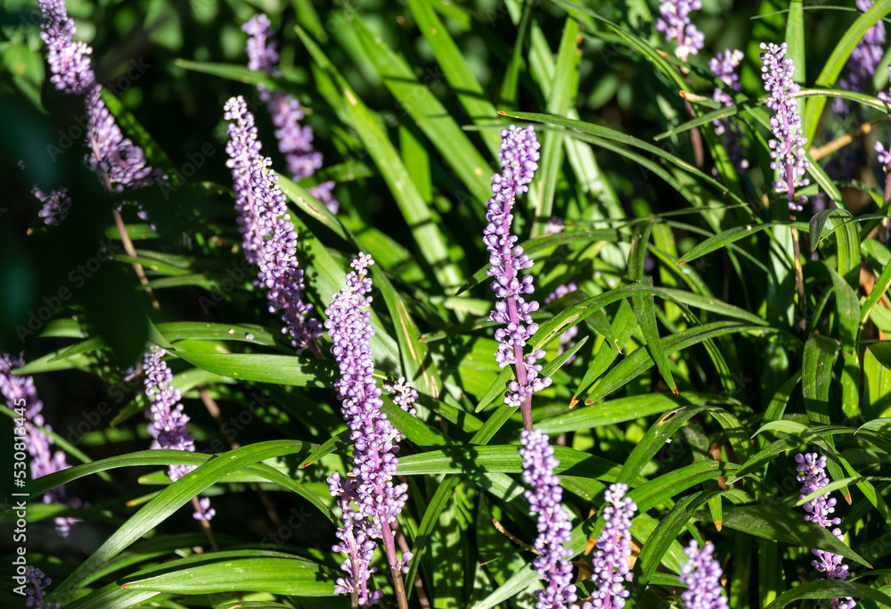 Lilyturf Border