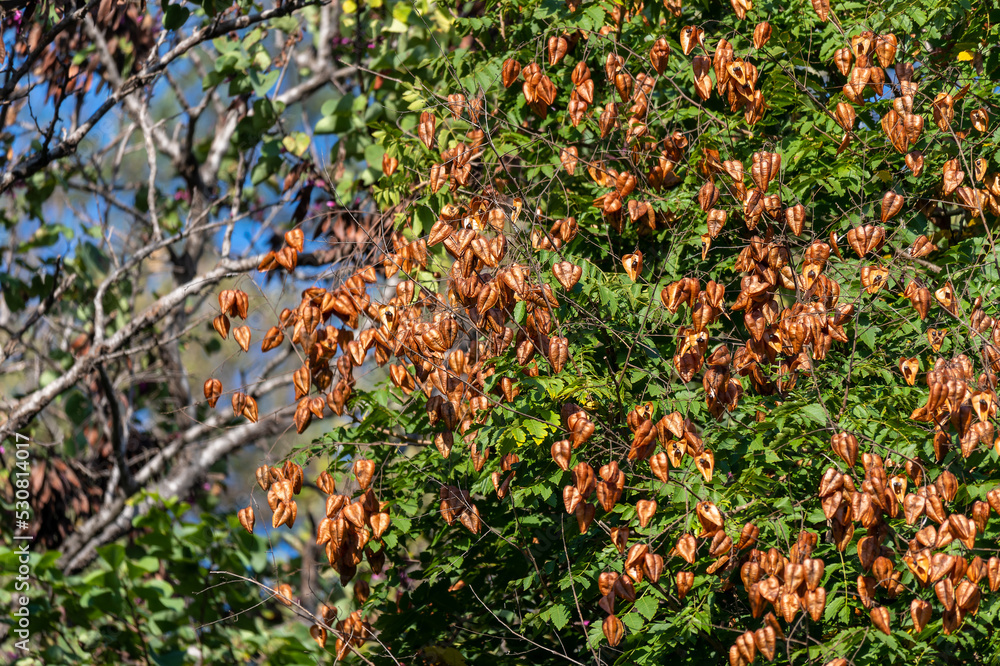 Seed pods of goldenrain tree in the fall. Golden Rain tree ...